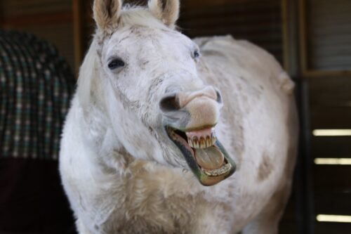 Une blague cheval ! - MieuxJouerAuTurf.Pro